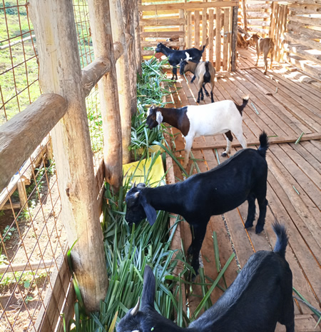Home - Integrated farms In Uganda