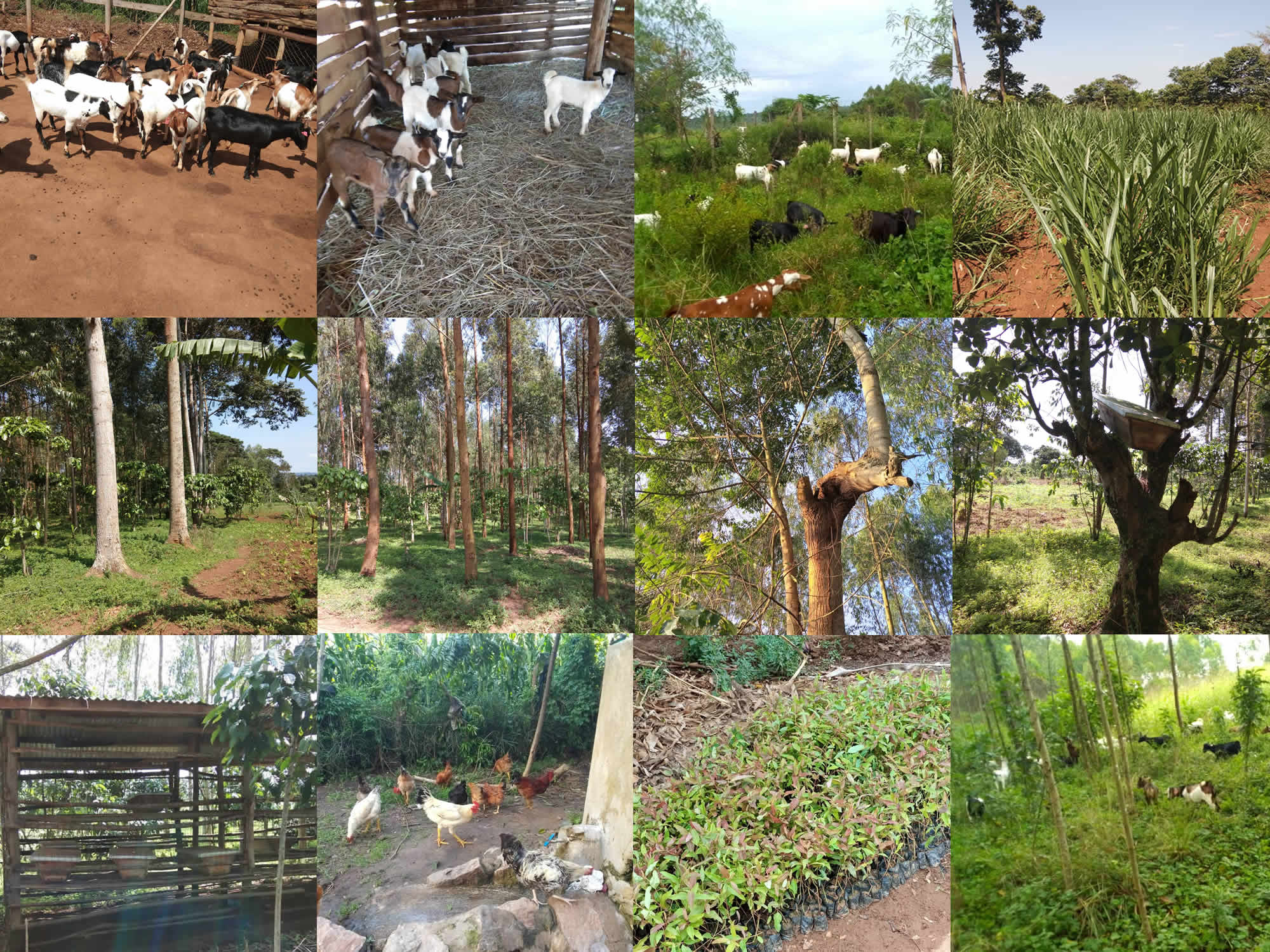 Agro-Tourism - Integrated farms In Uganda